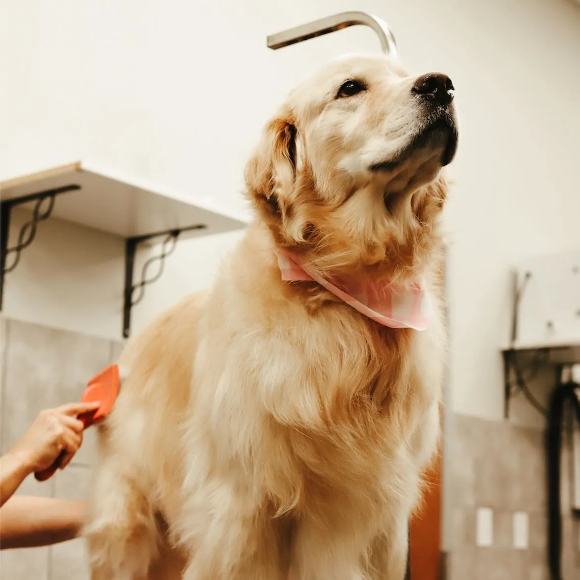 Pet bath and beyond store